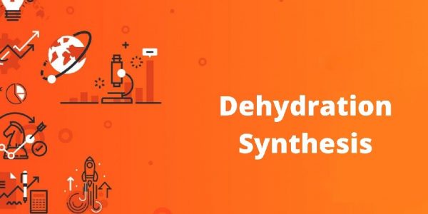 What Is Dehydration Synthesis? Its Types, And Example?